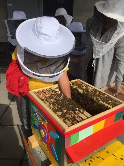 Contact - Apidecouverte